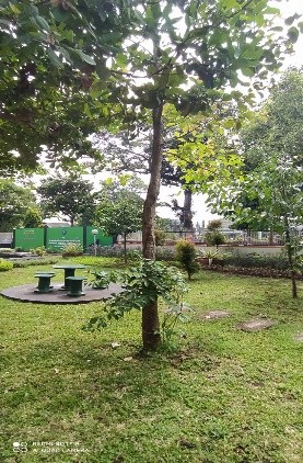 Anacardium occidentale (Jambu Mete)