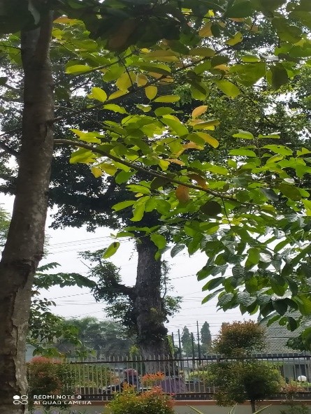 Anacardium occidentale (Jambu Mete)